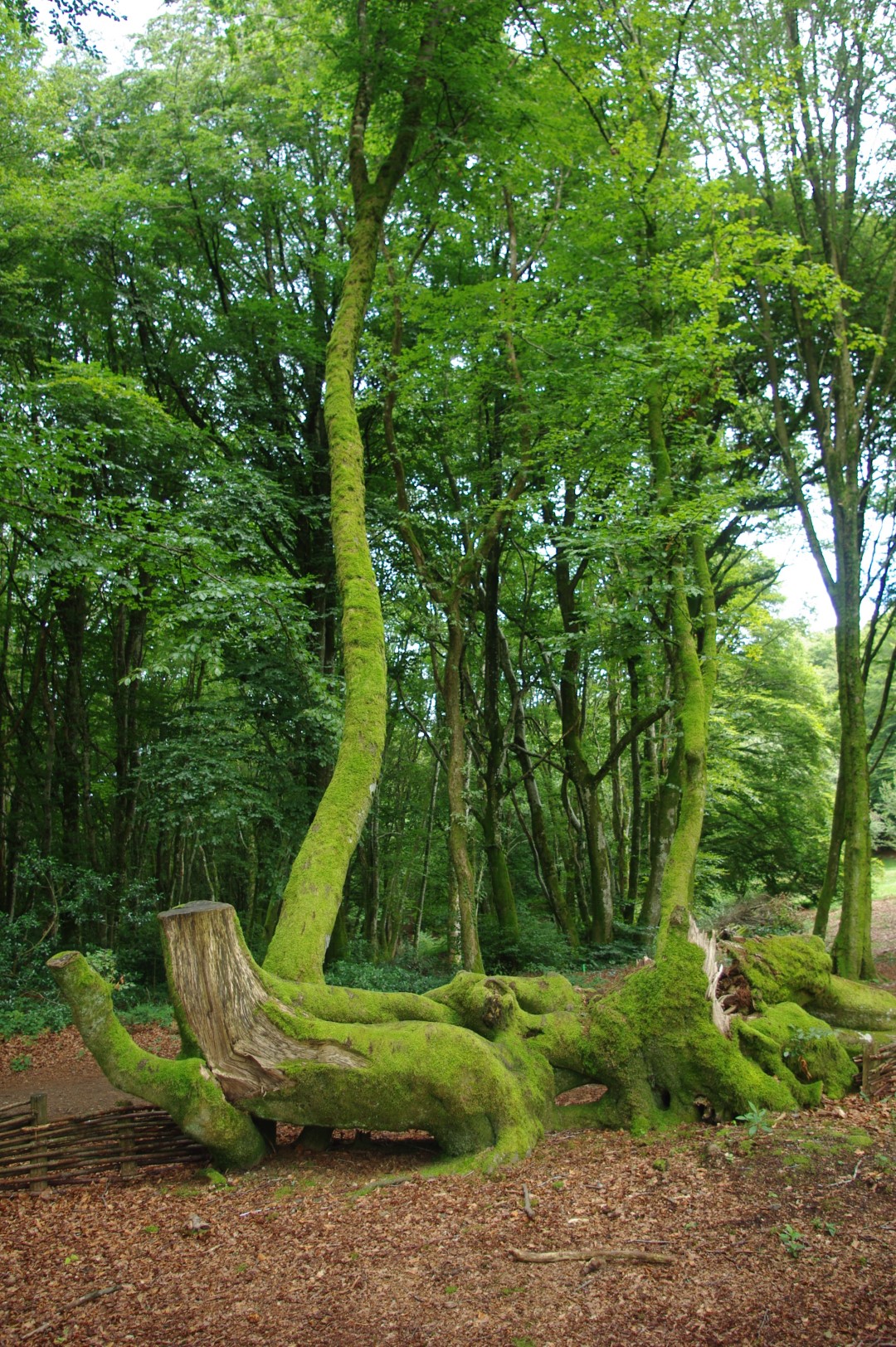 Wandelroute Opgravingen versterkingen Bibracte - Wandelen in de Morvan ...